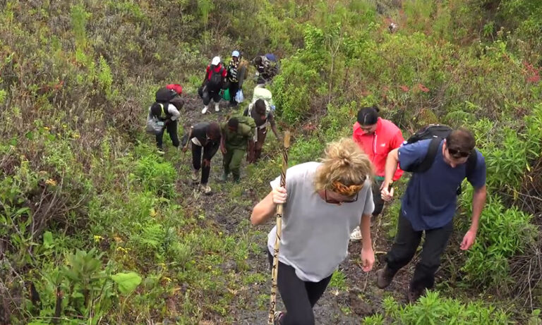 Mountain Hiking in Volcanoes National Park | Rwanda Tours.